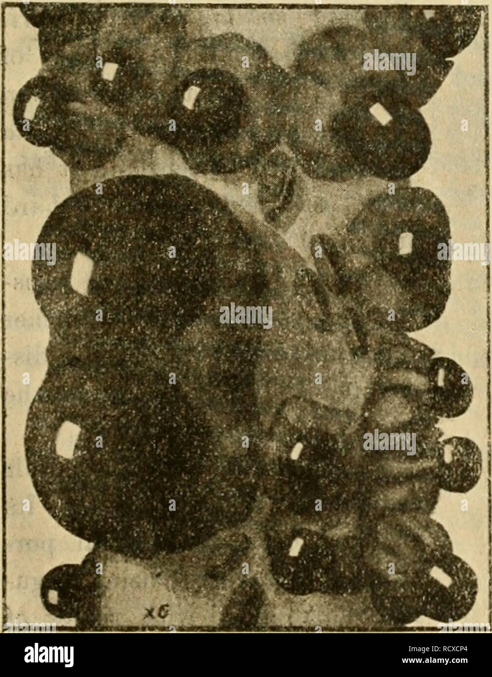 Lac insect hi-res stock photography and images - Alamy