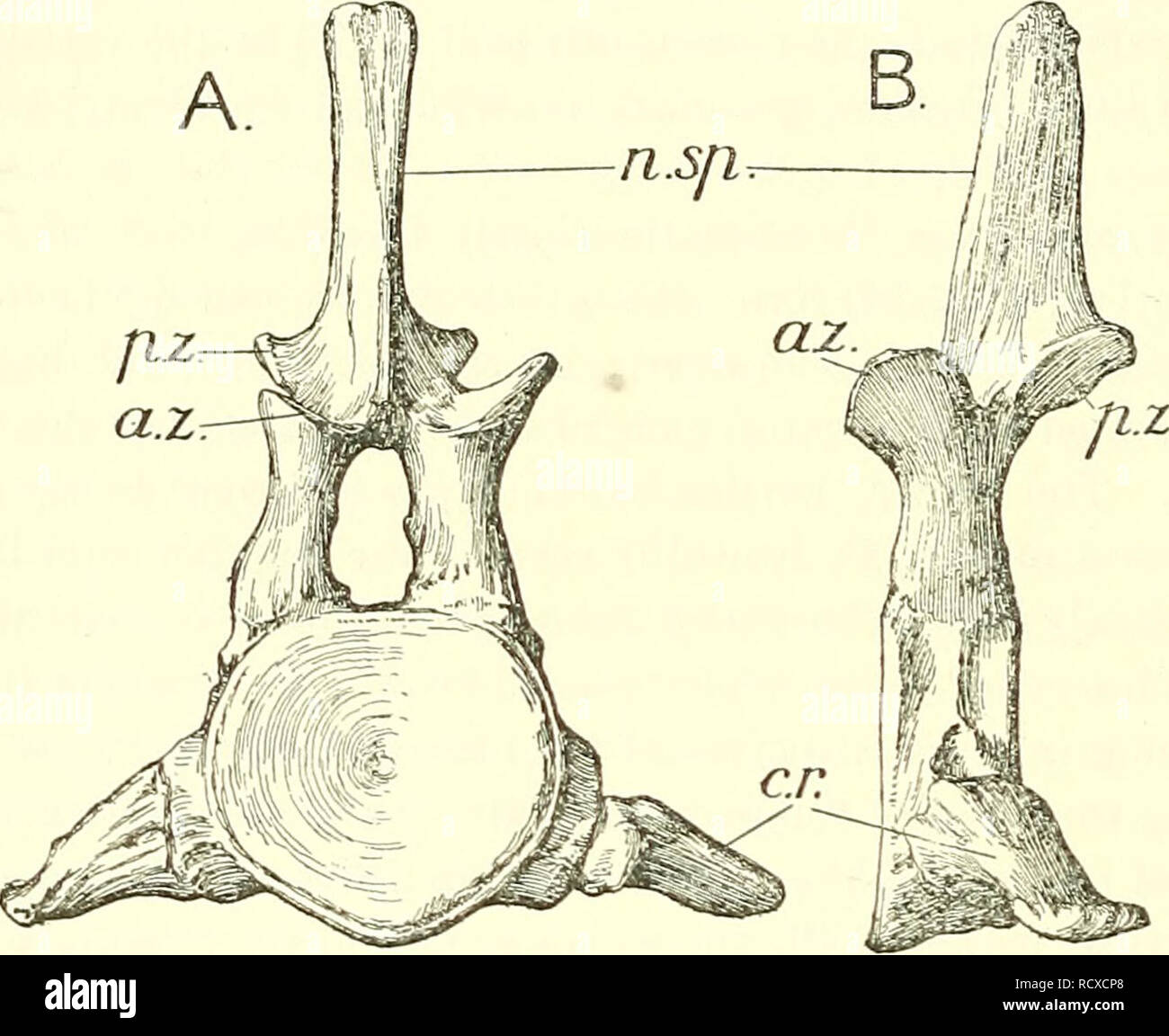 . A descriptive catalogue of the marine reptiles of the Oxford clay ...
