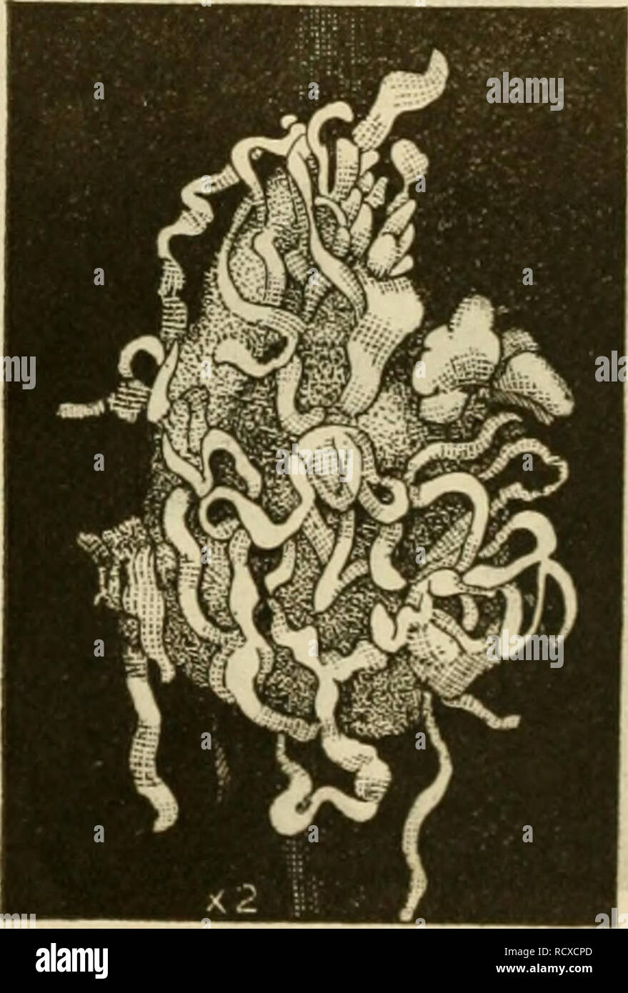 . A descriptive catalogue of the scale insects ("Coccidae") of ...