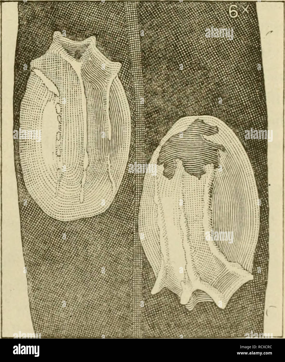 . A descriptive catalogue of the scale insects ("Coccidae") of ...