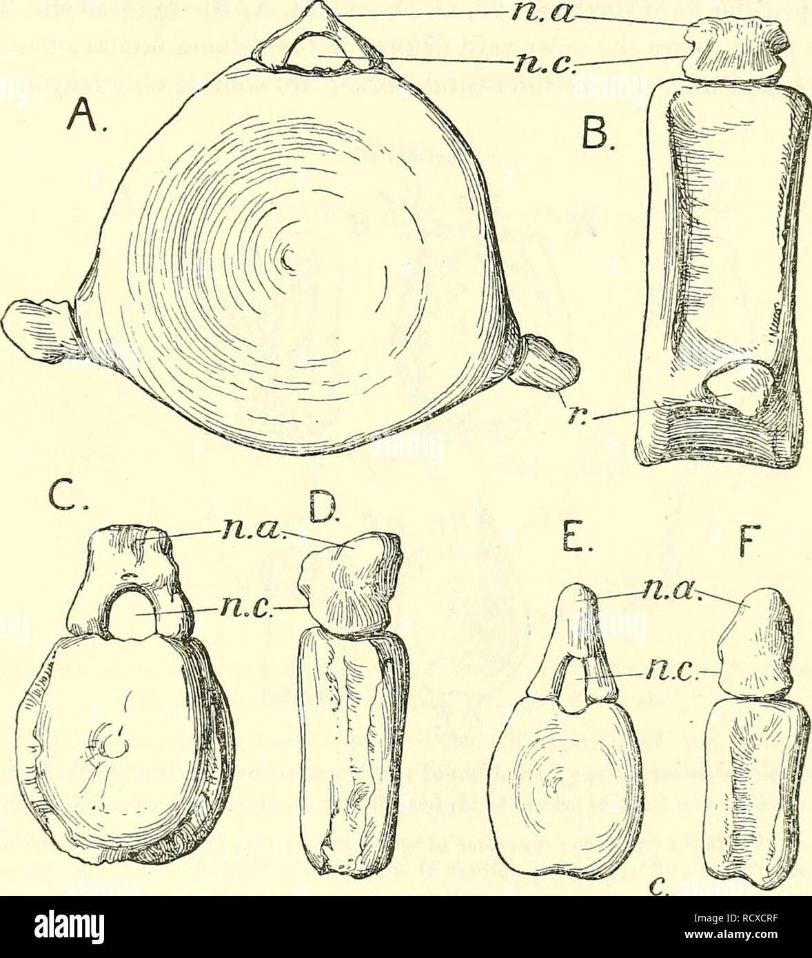 . A descriptive catalogue of the marine reptiles of the Oxford clay ...