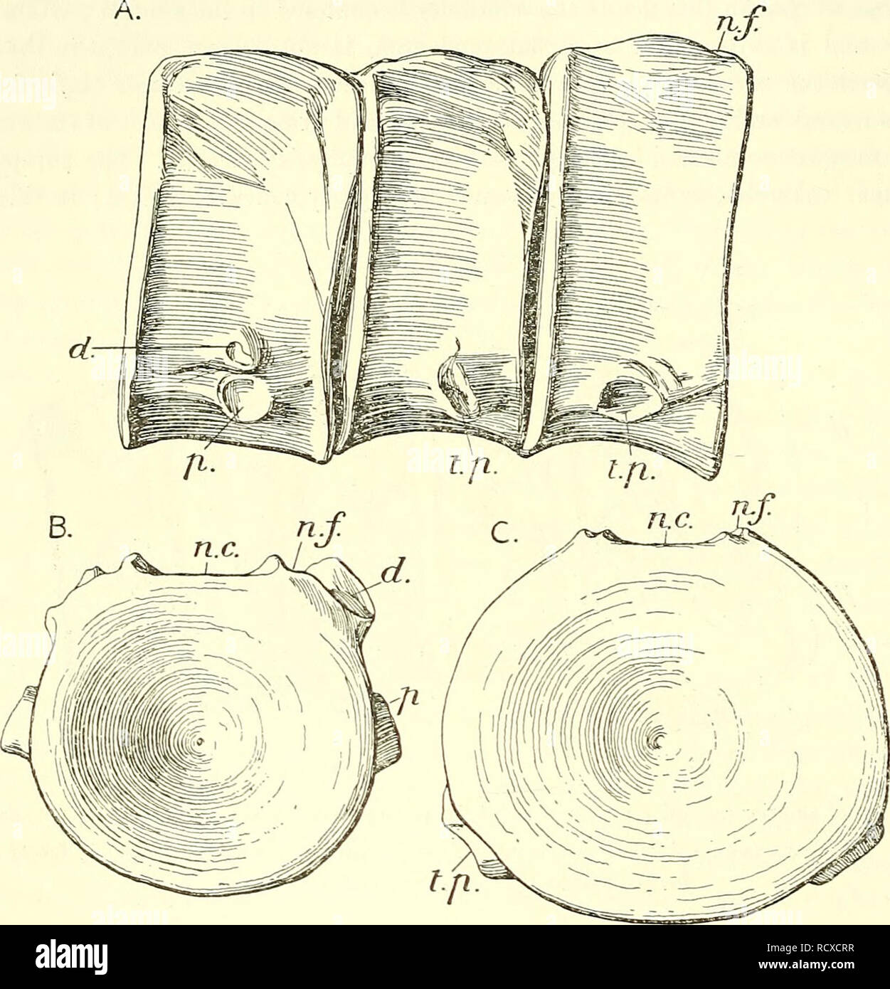 . A descriptive catalogue of the marine reptiles of the Oxford clay ...