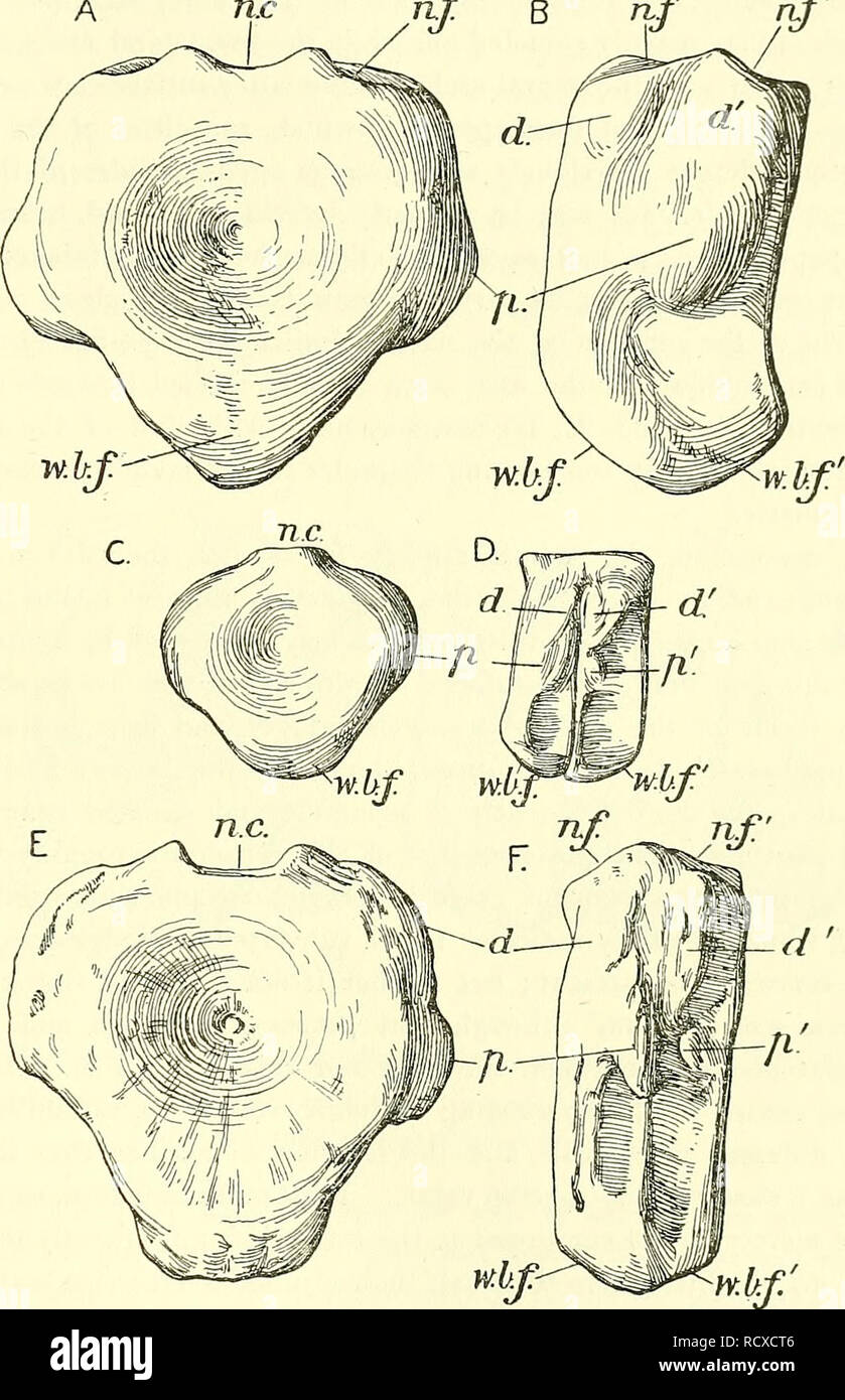. A descriptive catalogue of the marine reptiles of the Oxford clay ...