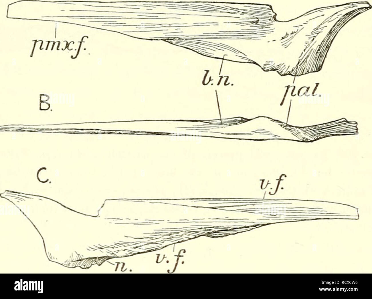 . A descriptive catalogue of the marine reptiles of the Oxford clay ...