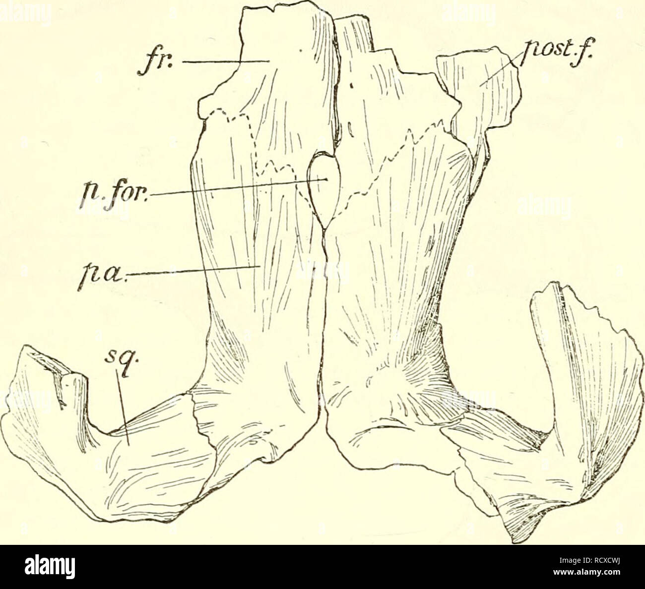 . A descriptive catalogue of the marine reptiles of the Oxford clay ...