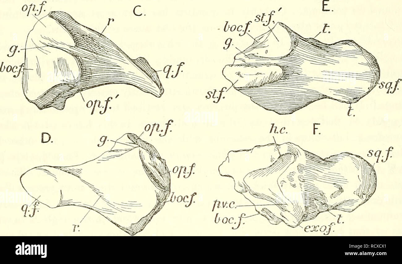 Stapes size hi-res stock photography and images - Alamy