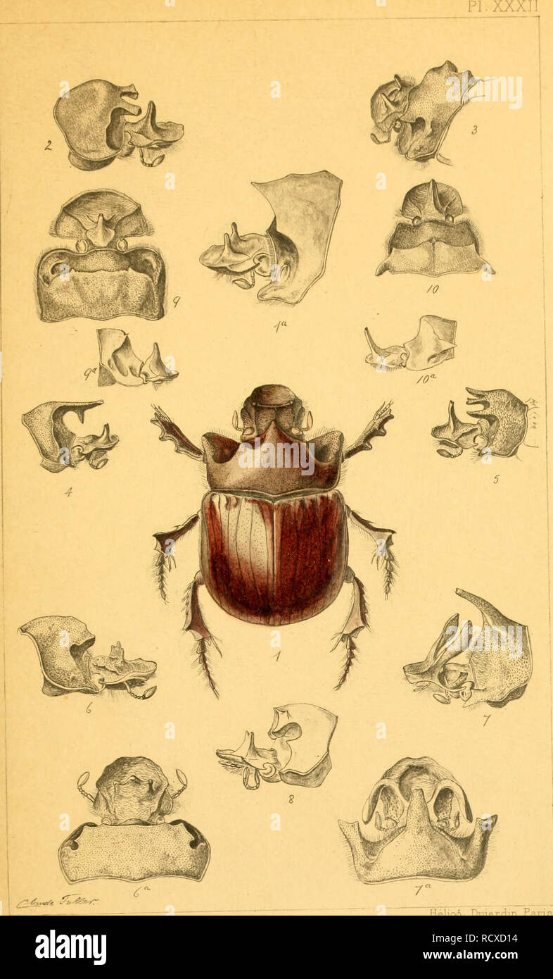 Héliocopris hi-res stock photography and images - Alamy