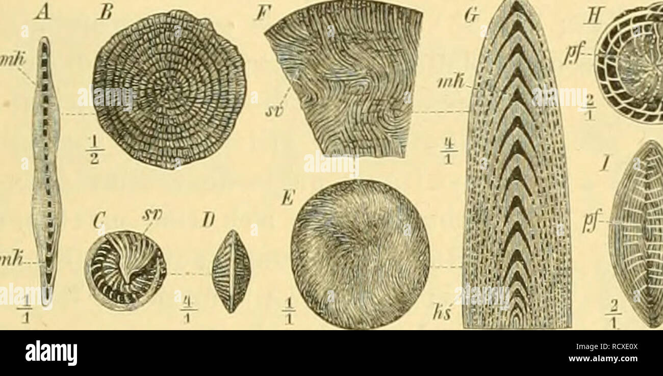 Operculina complanata hi-res stock photography and images - Alamy