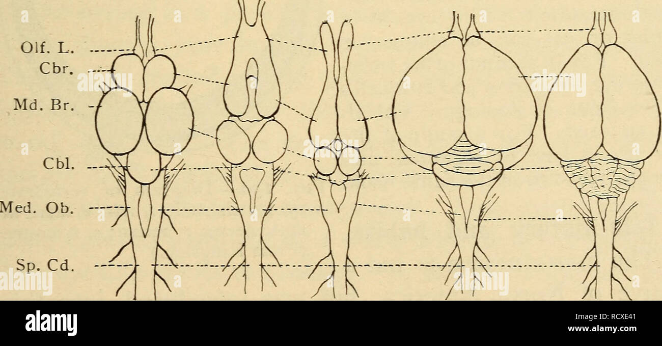 . Elementary zoology. Zoology. BRANCH CHORD AT A: CLASS MAMMALIA 377 ...