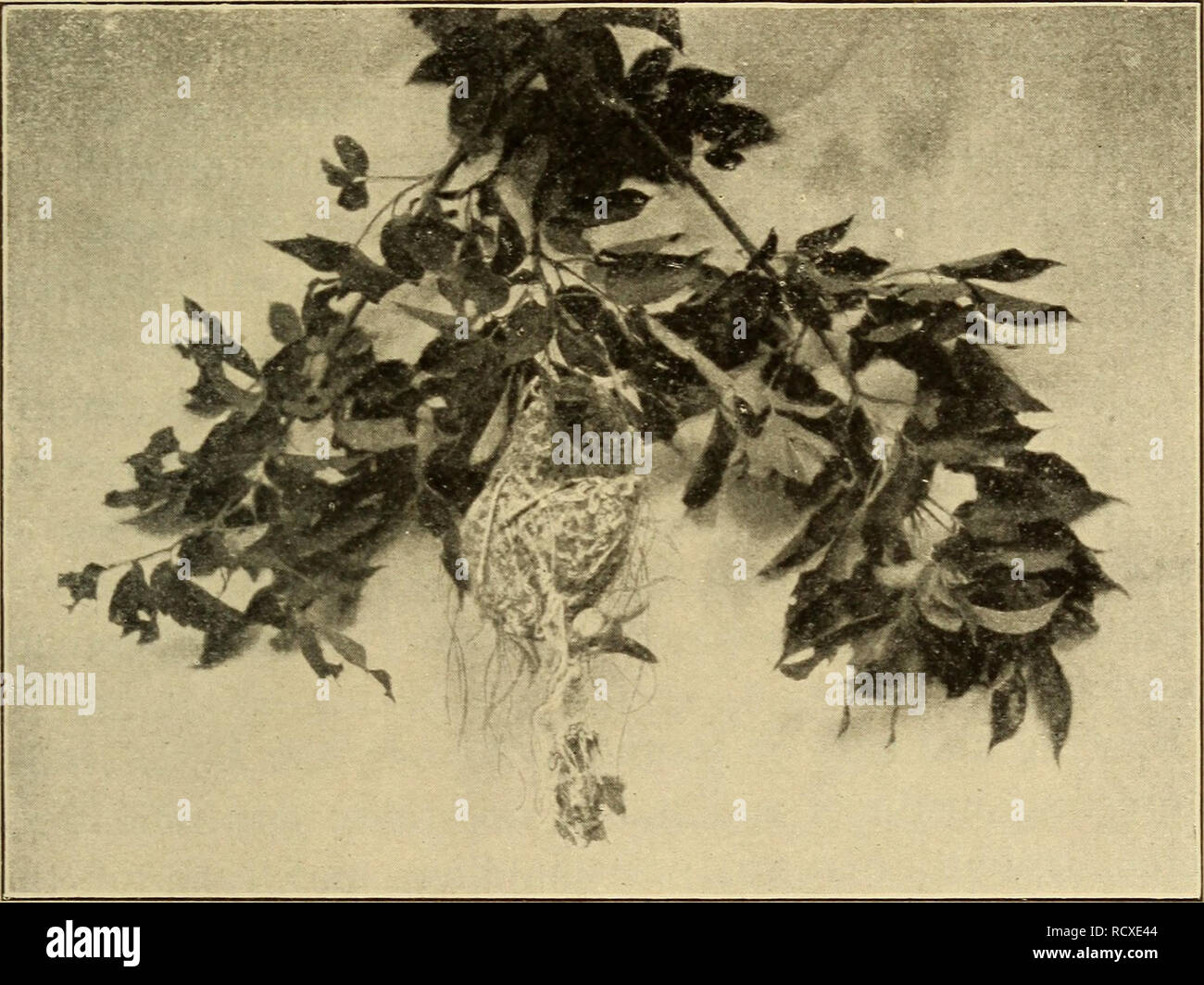 Passenger pigeon skeleton hi-res stock photography and images - Alamy