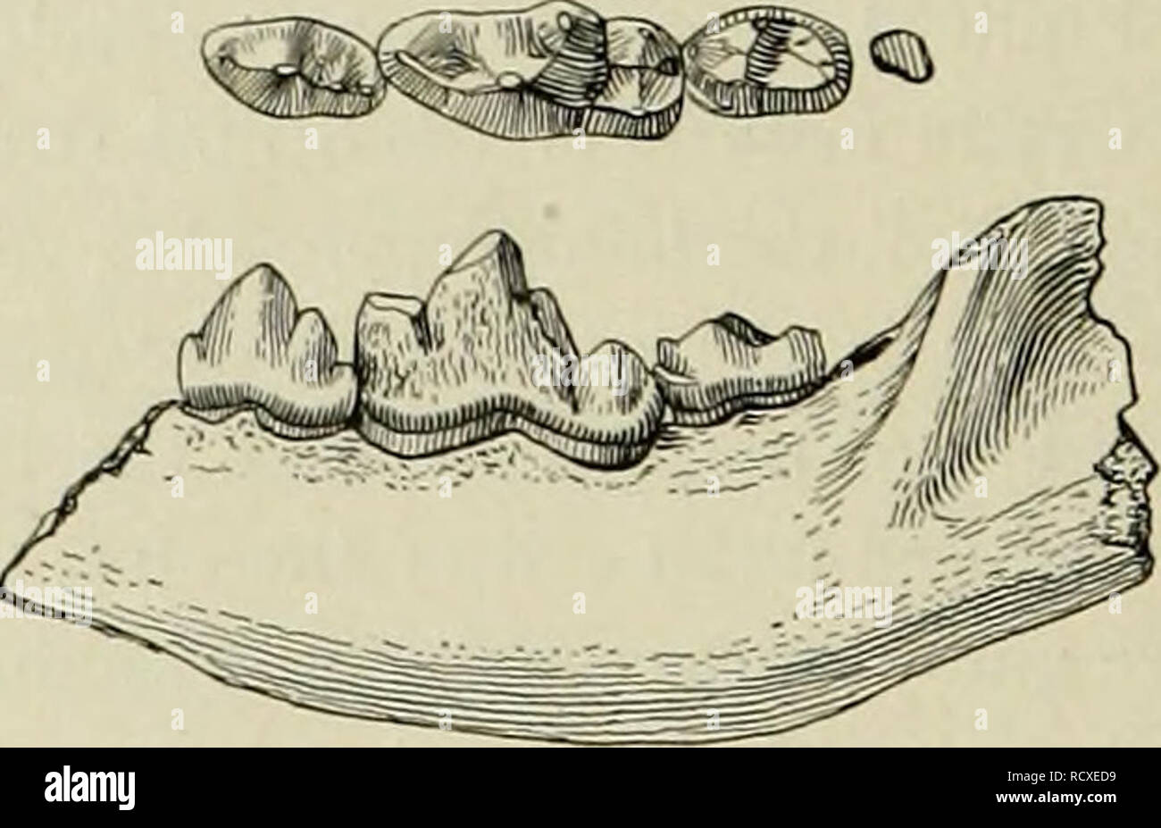 . Description of new carnivores from the Miocene of western Nebraska ...