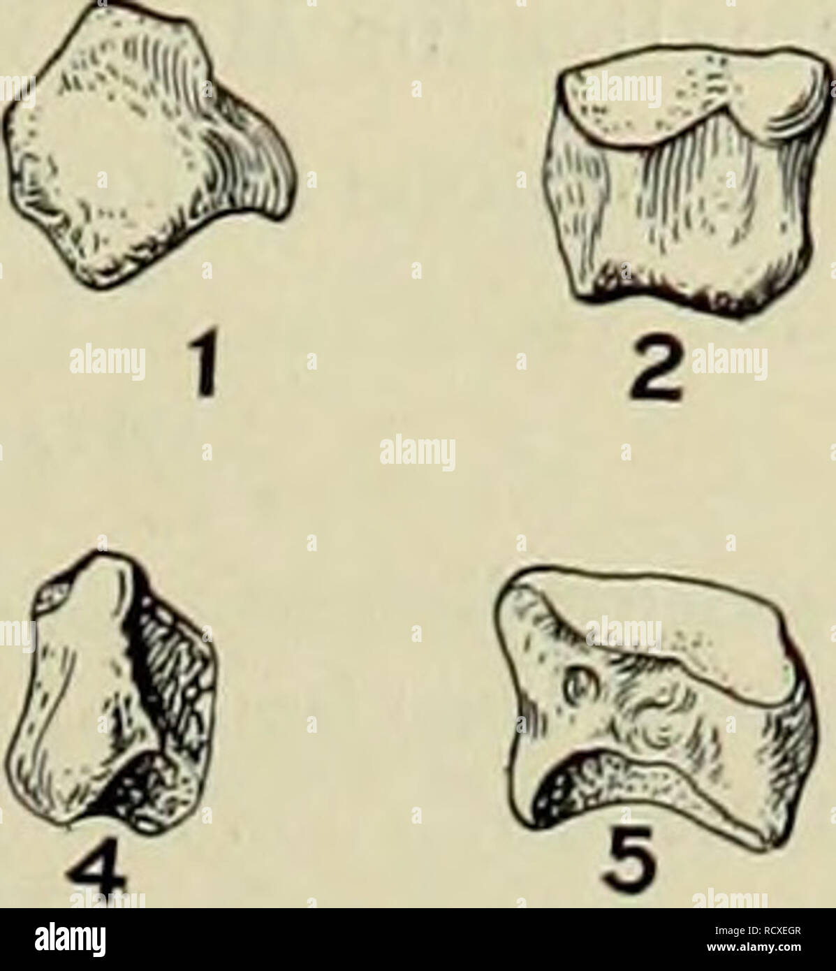 . Description of new carnivores from the Miocene of western Nebraska ...