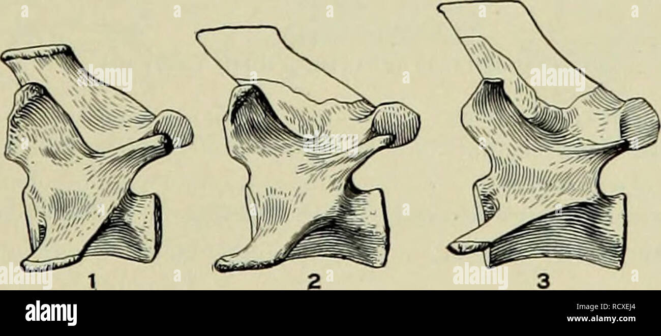 . Description of new carnivores from the Miocene of western Nebraska ...
