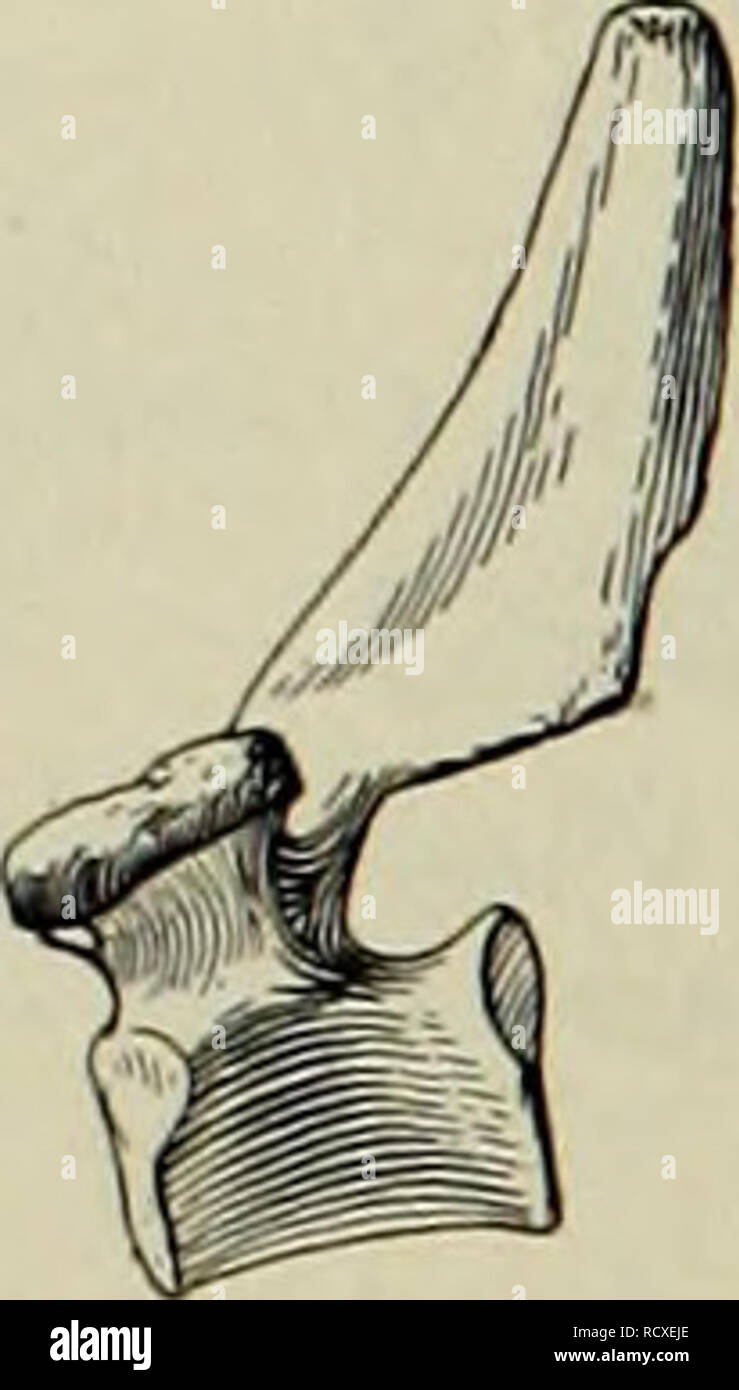 Prezygapophyses hi-res stock photography and images - Alamy