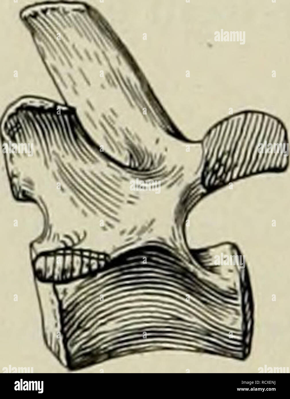 . Description of new carnivores from the Miocene of western Nebraska ...
