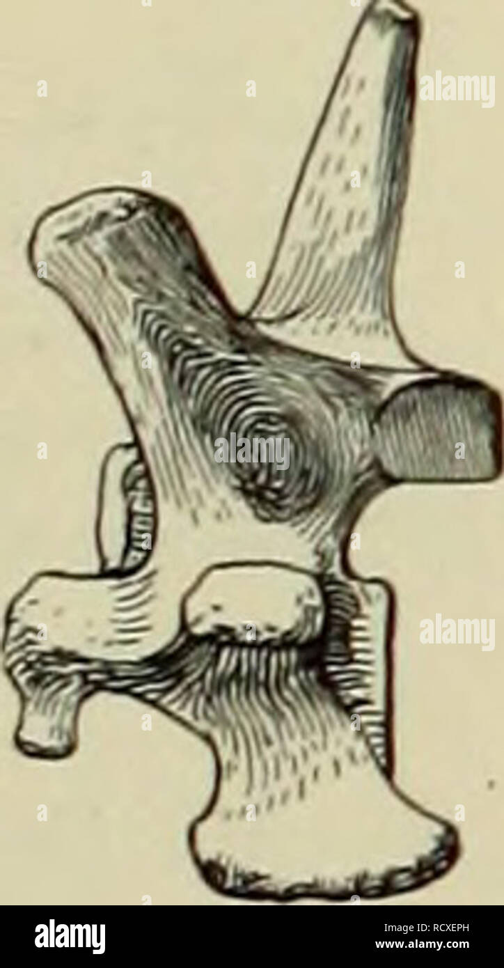 Prezygapophyses hi-res stock photography and images - Alamy