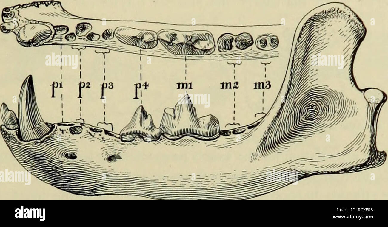 . Description of new carnivores from the Miocene of western Nebraska ...