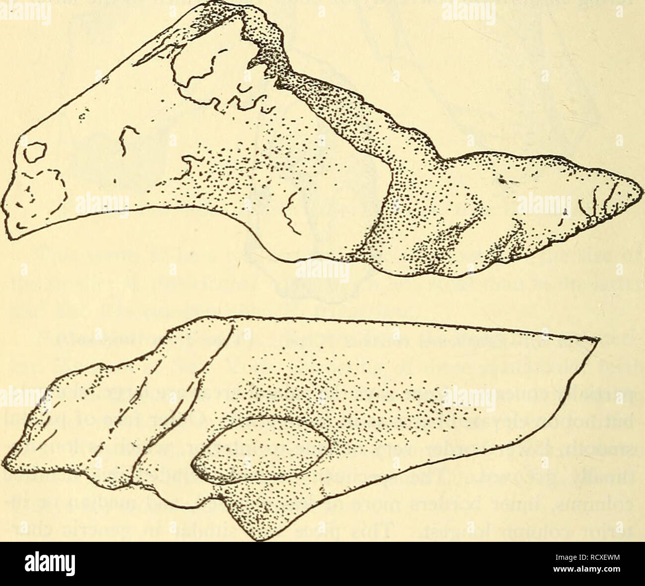 Narrow curved beak hi-res stock photography and images - Alamy