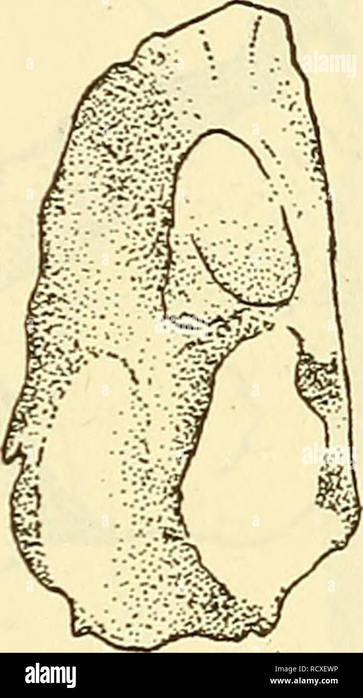 . A description of the fossil fish remains of the Cretaceous, Eocene ...