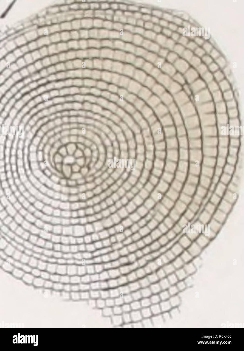 Java rar hi-res stock photography and images - Alamy