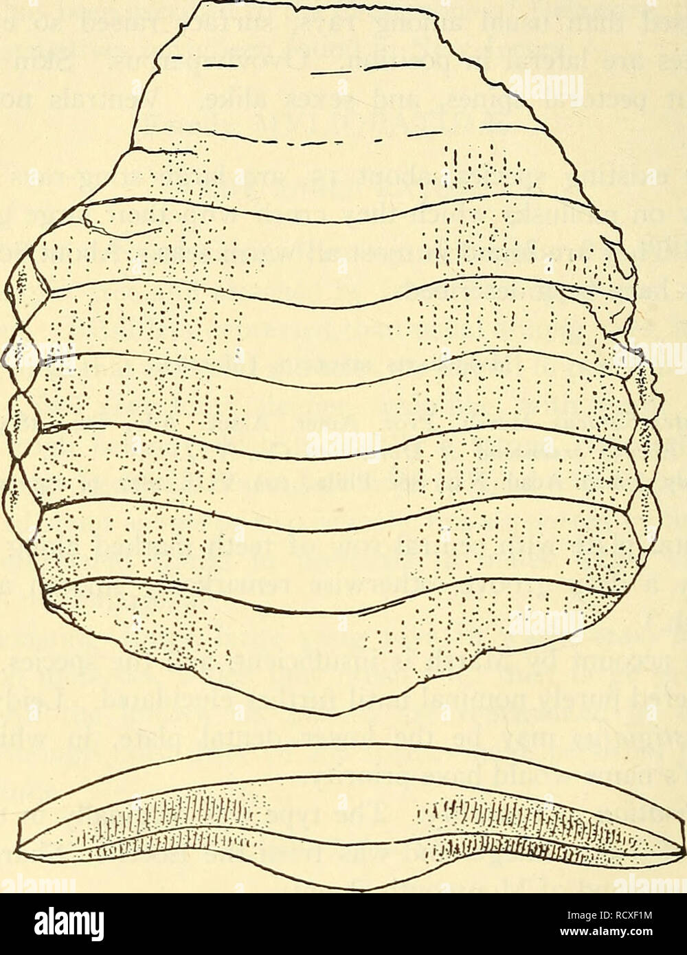 . A description of the fossil fish remains of the Cretaceous, Eocene ...
