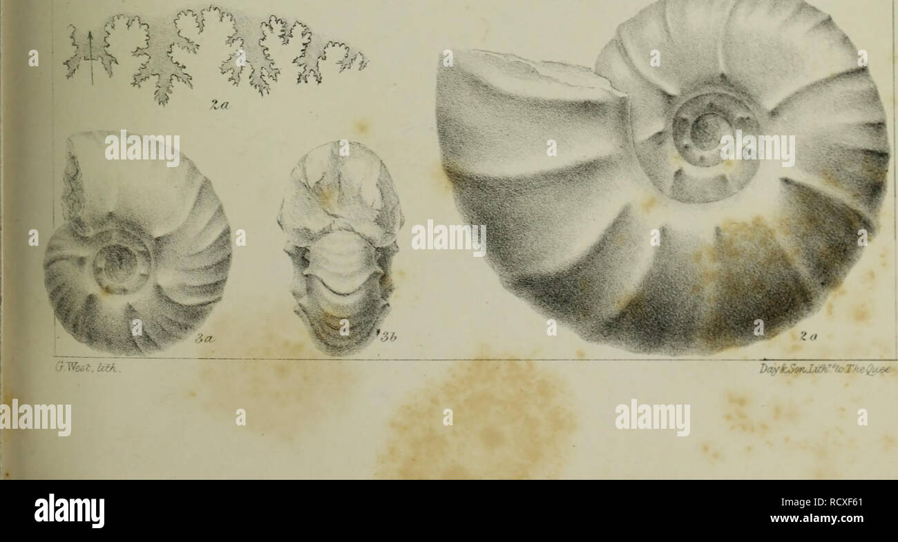 . Description of the fossil remains of Mollusca found in the chalk of ...