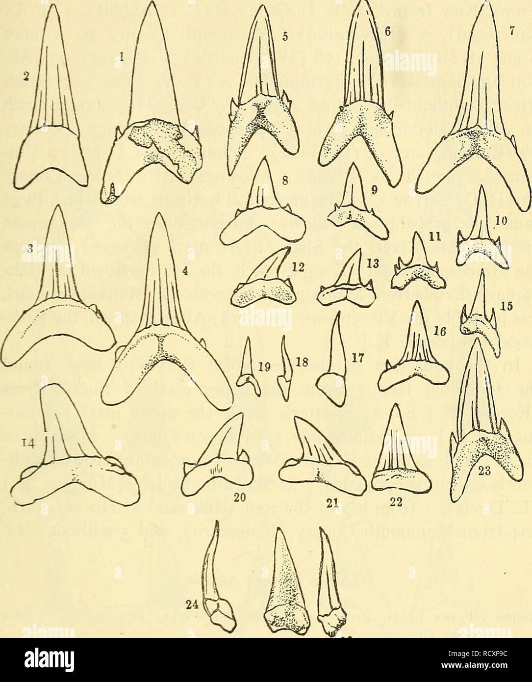 . A description of the fossil fish remains of the Cretaceous, Eocene ...