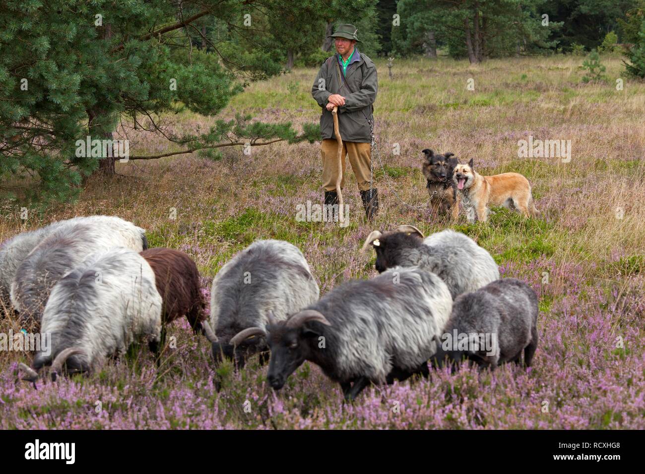 Shepherd with sheepdogs and flock on the heath near Wilsede, Luneburg ...