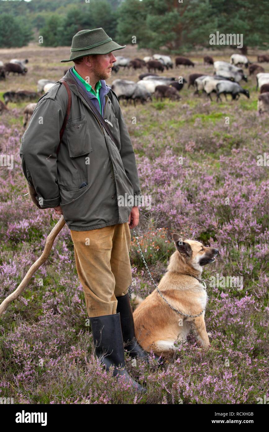 Shepherd sheepdog hi-res stock photography and images - Alamy