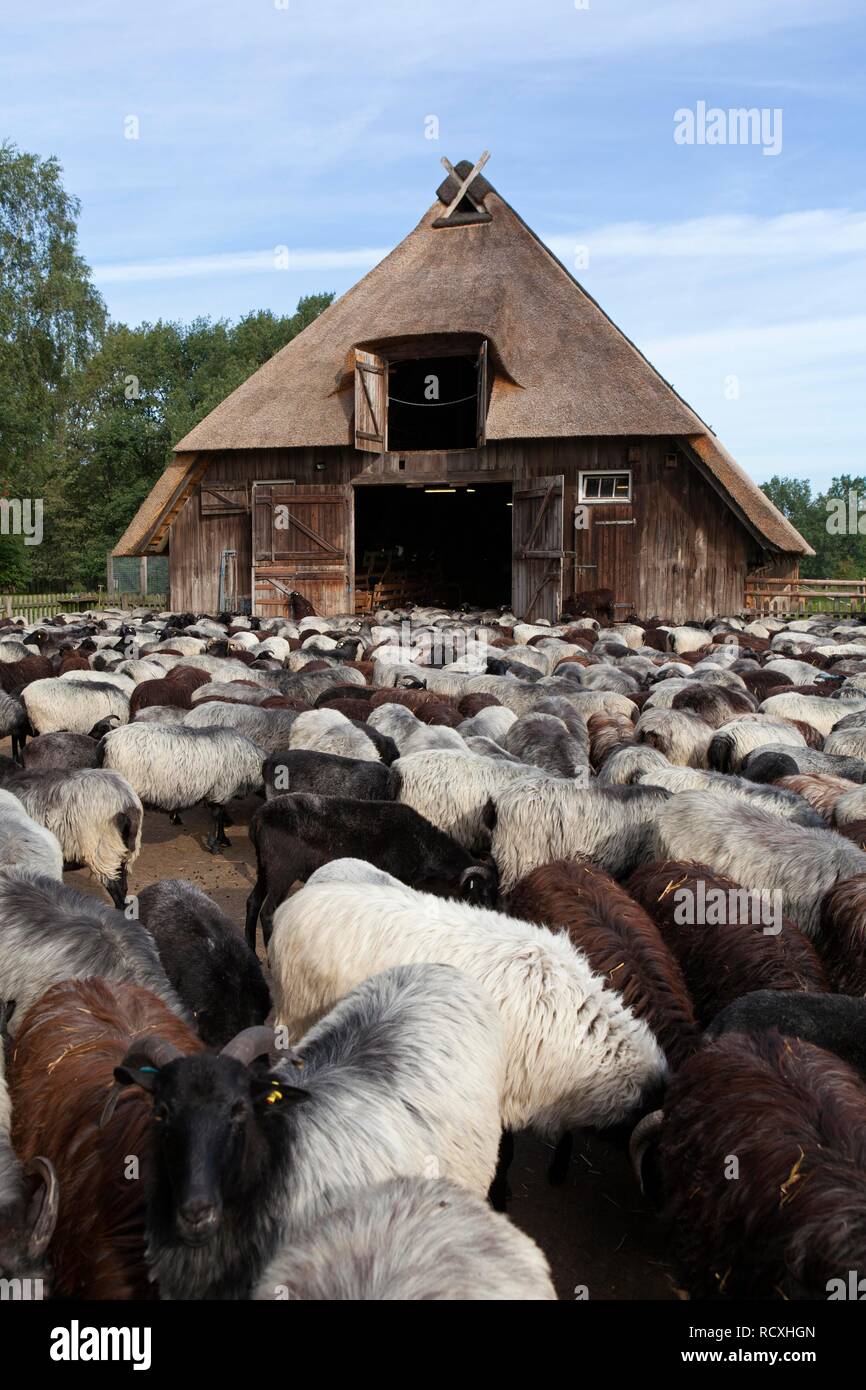 Sheep barns hi-res stock photography and images - Alamy
