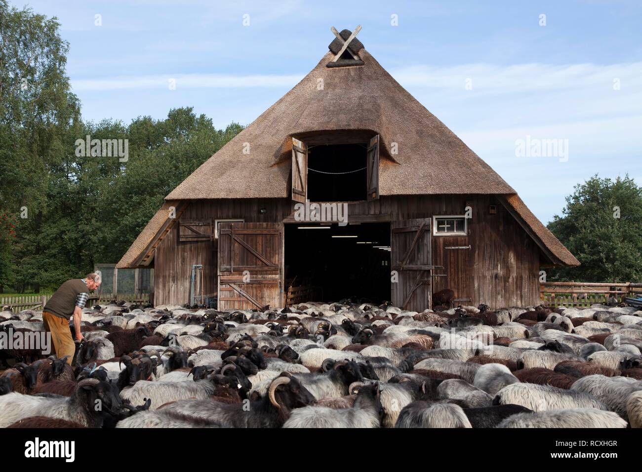 Sheep outside a sheep barn near Wilsede, Lueneburg Heath, Lower Saxony ...