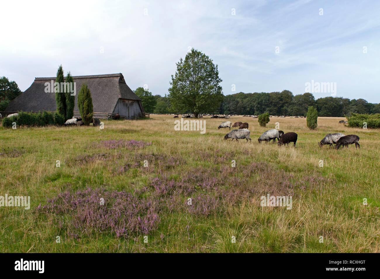 Sheep stables hi-res stock photography and images - Alamy