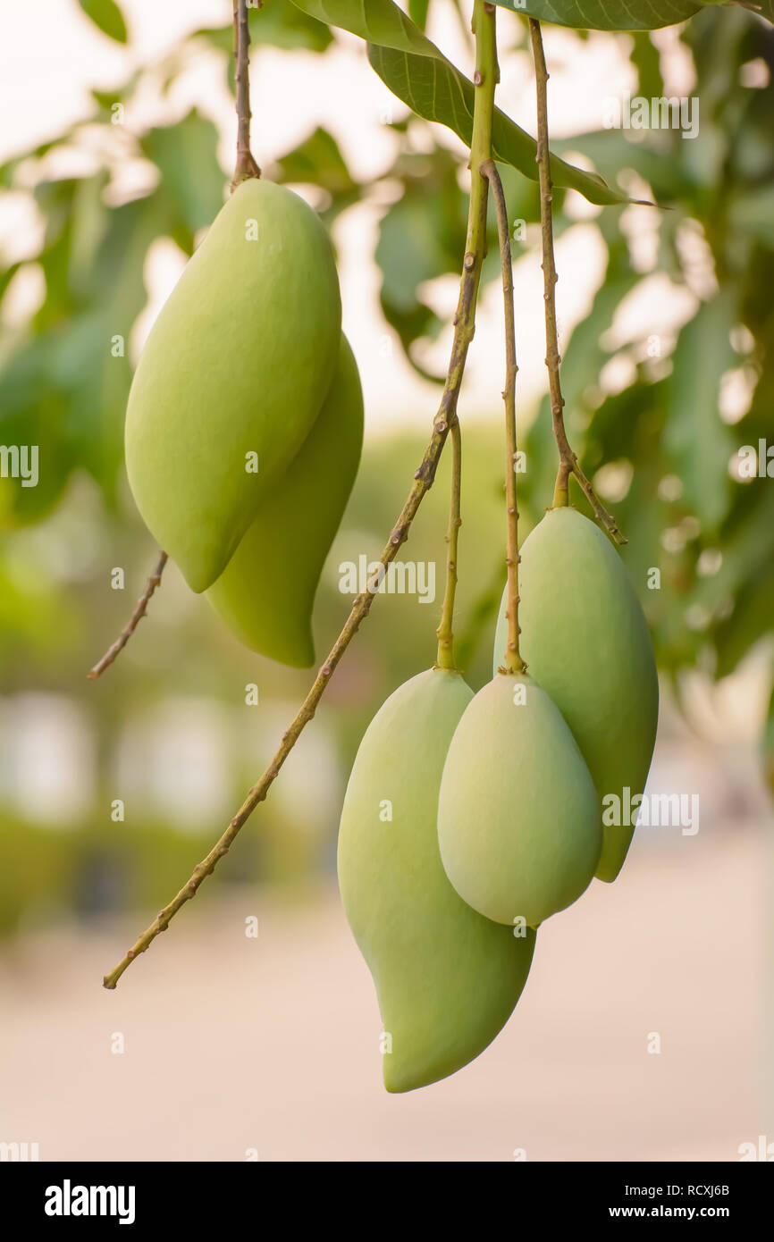Green mango on the tree on nature background Stock Photo - Alamy