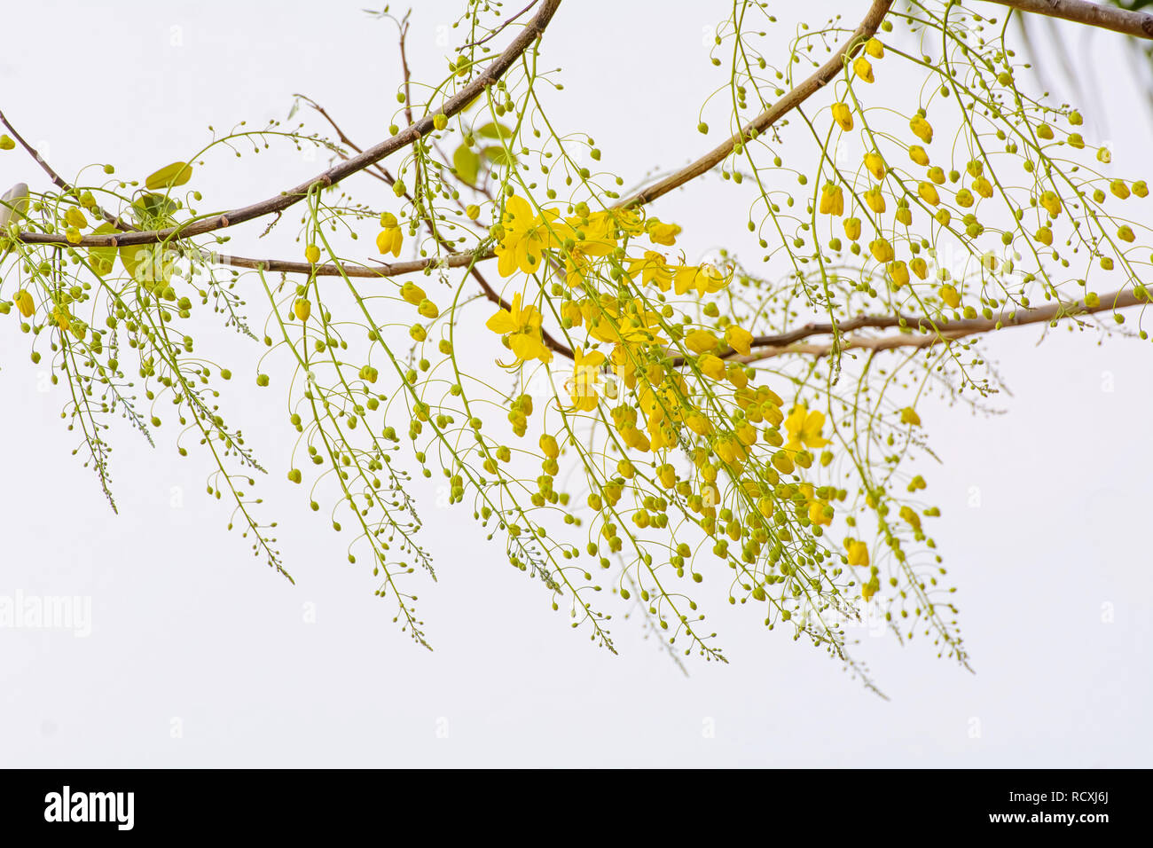 Cassia fistula, known as the golden shower tree and by other names, is a flowering plant in the ...