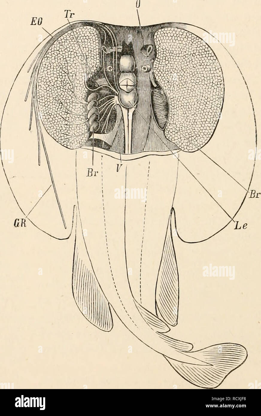. Elementary text-book of zoology. Zoology. 140 PISCES. The electrical ...