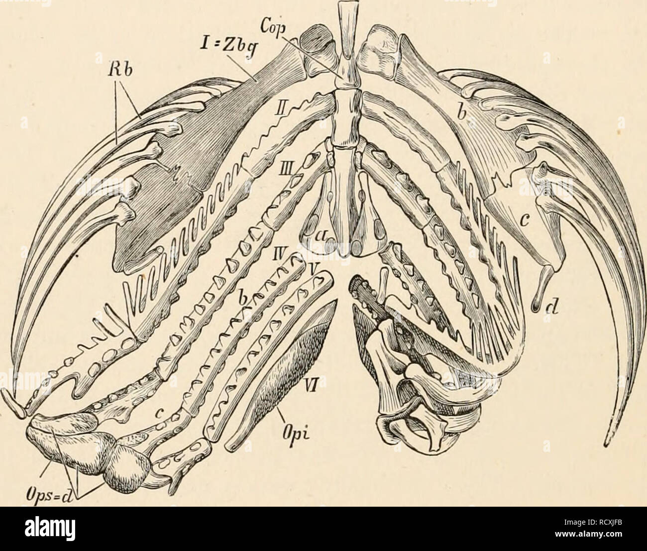 . Elementary text-book of zoology. Zoology. 136 PISCES. of the ...