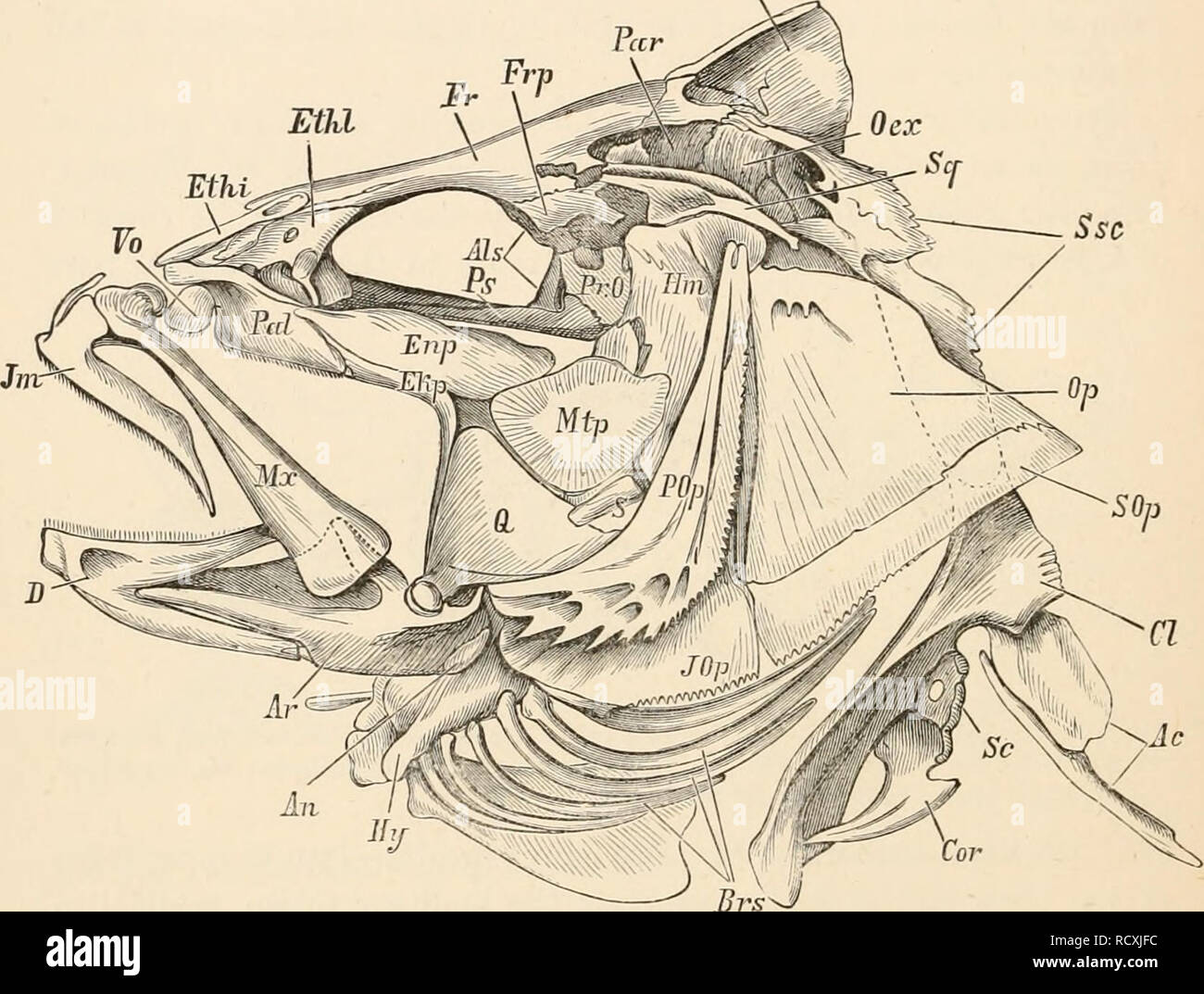 . Elementary text-book of zoology. Zoology. 13 i PISCES. and Salmon ...