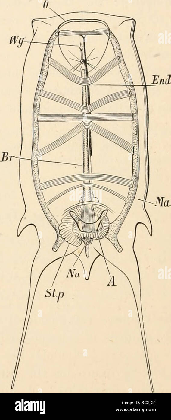 "the slits" band hi-res stock photography and images - Alamy
