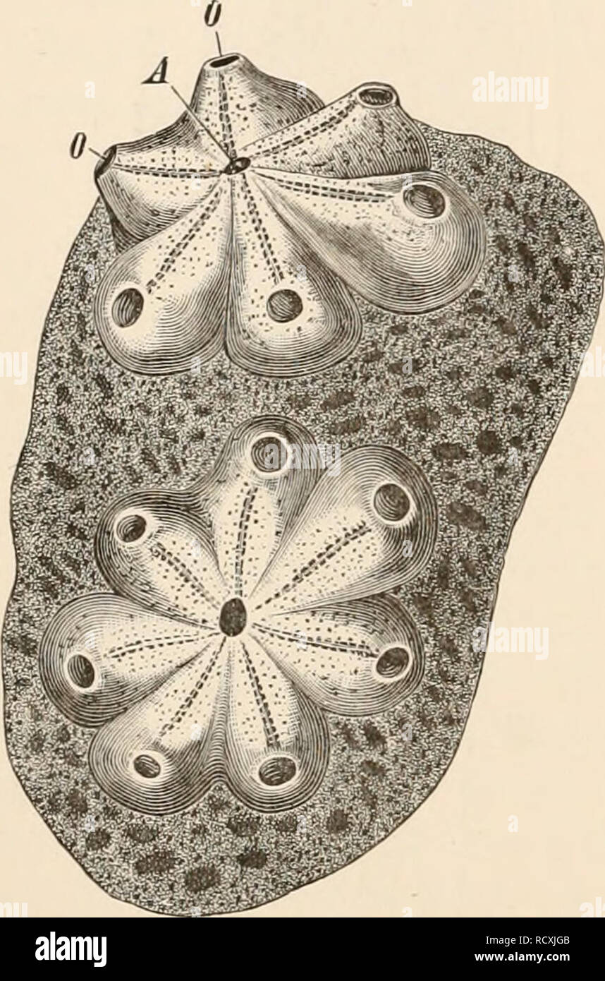 Urochord hi-res stock photography and images - Alamy