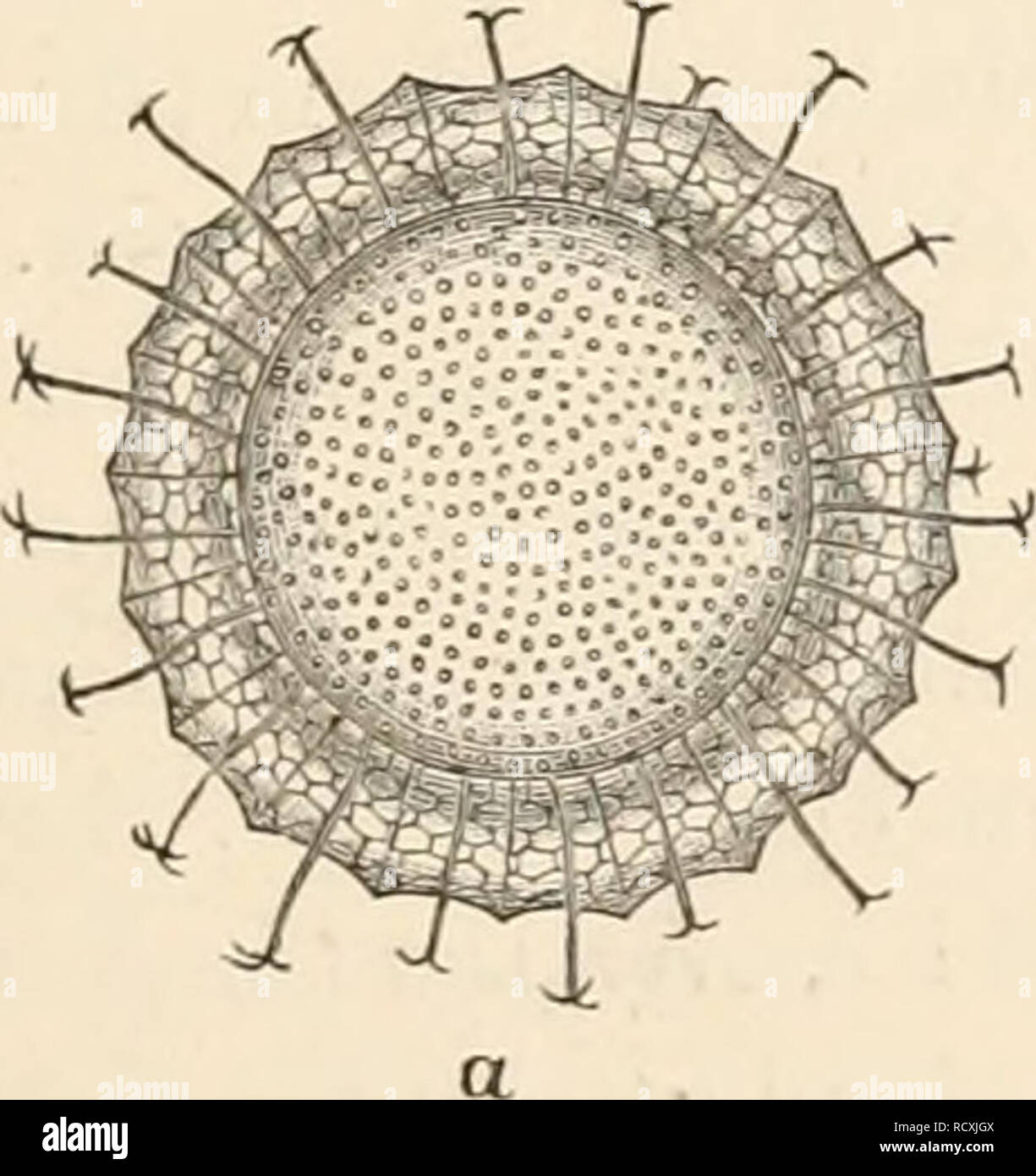 . Elementary text-book of zoology. Zoology. the same animals, more ...