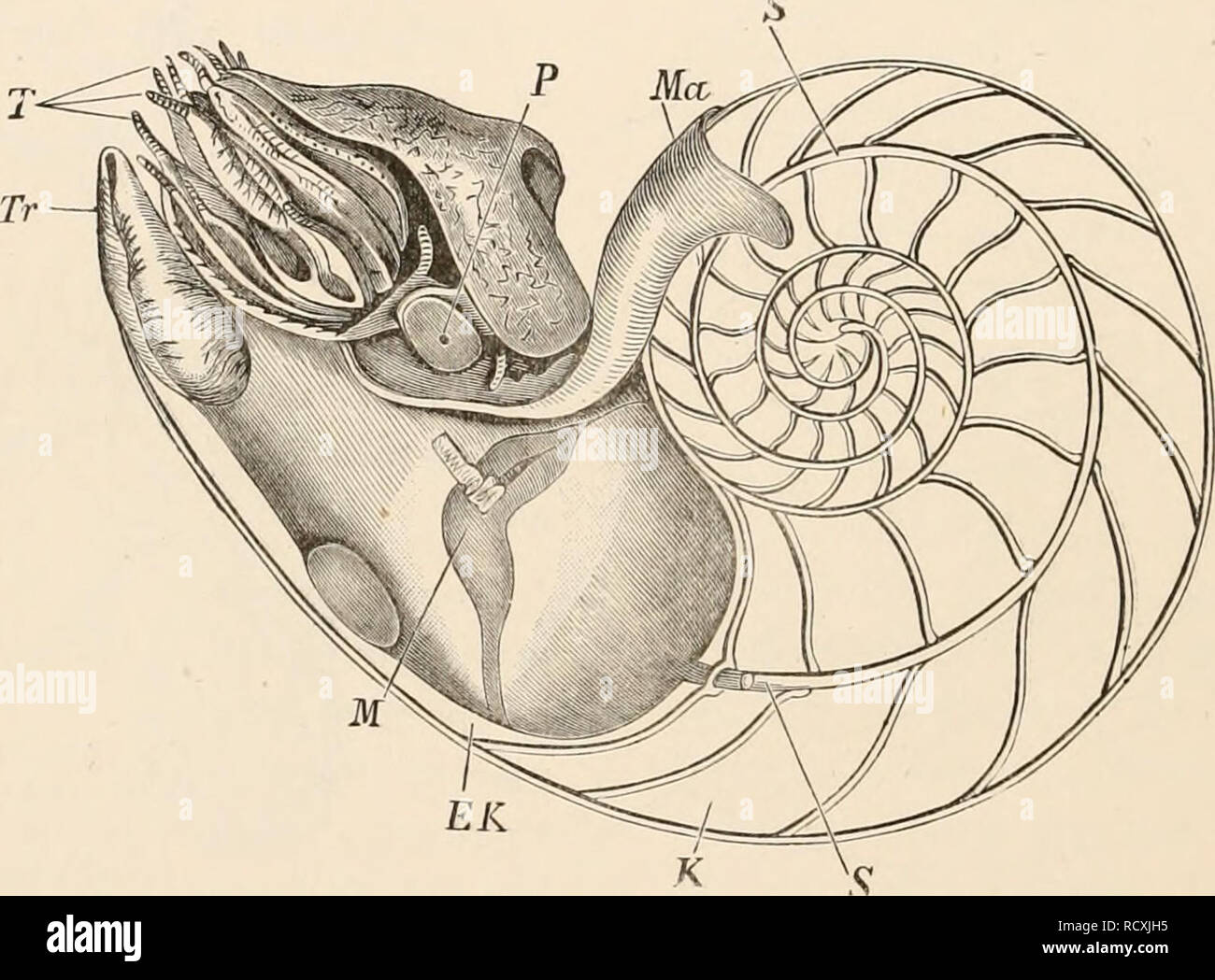 . Elementary text-book of zoology. Zoology. G8 MOLLUSCA. eye and (c ...