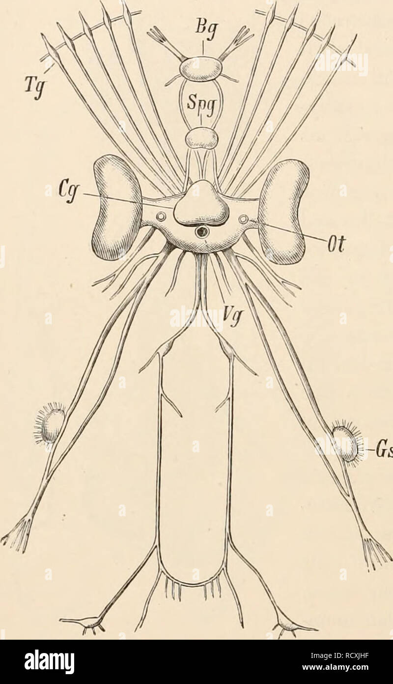 Mollusca Nervous System