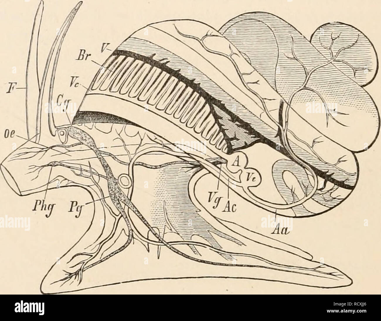 Branchiata hi-res stock photography and images - Alamy
