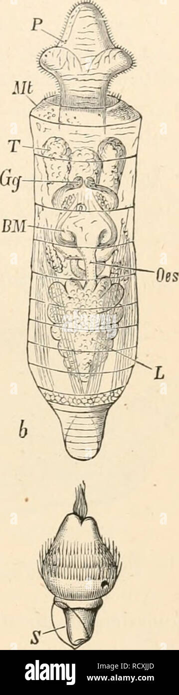 Trilobed body hi-res stock photography and images - Alamy
