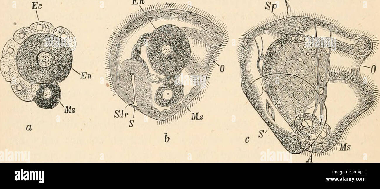 . Elementary text-book of zoology. Zoology. 24 MOLLUSCA. The ...