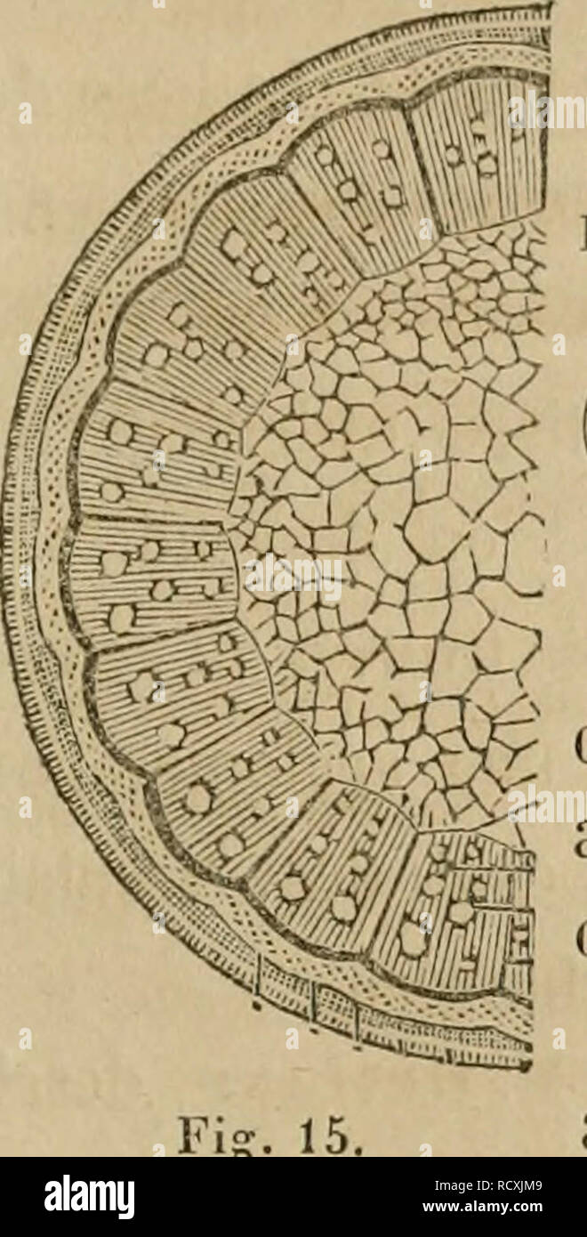 Tige ligneuse hi-res stock photography and images - Alamy