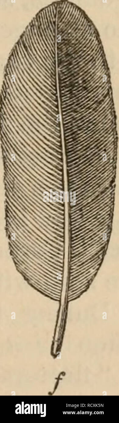 . The descent of man, and selection in relation to sex. Evolution ...
