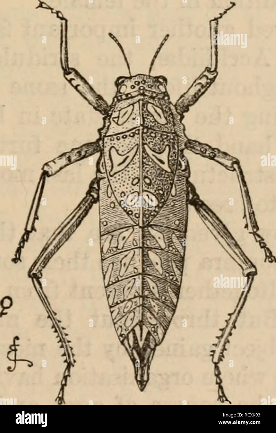 . The descent of man, and selection in relation to sex. Evolution ...