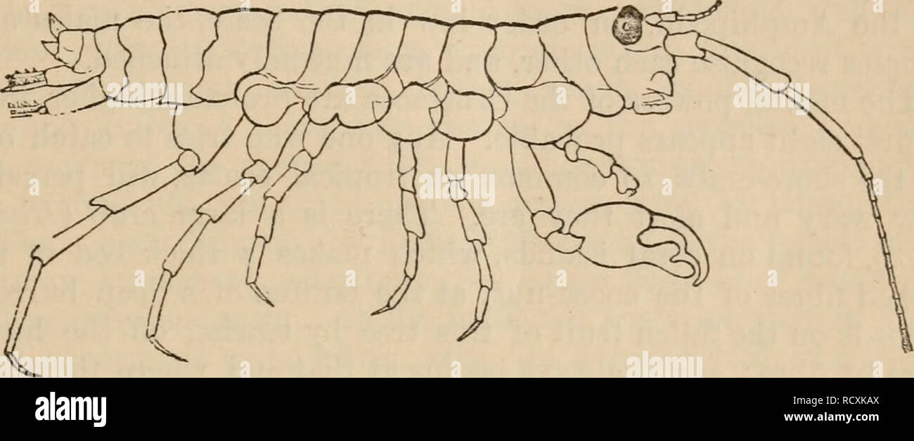. The descent of man, and selection in relation to sex. Evolution ...