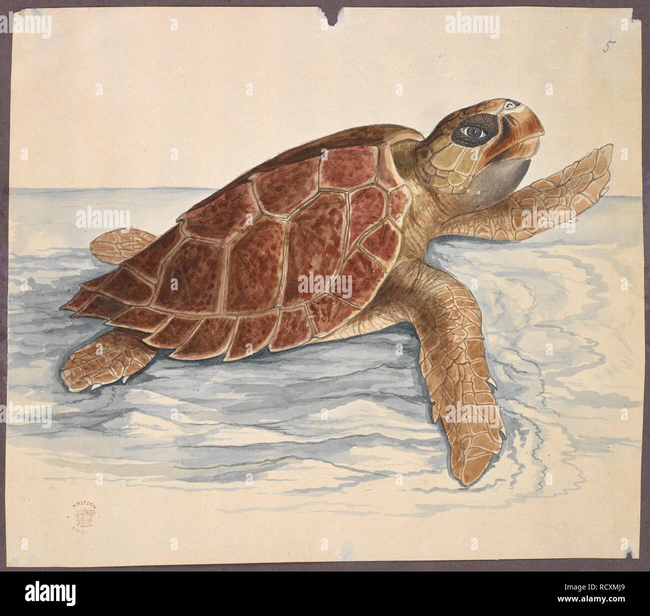 A turtle. Amphibians and reptiles. First half of the 18th century ...